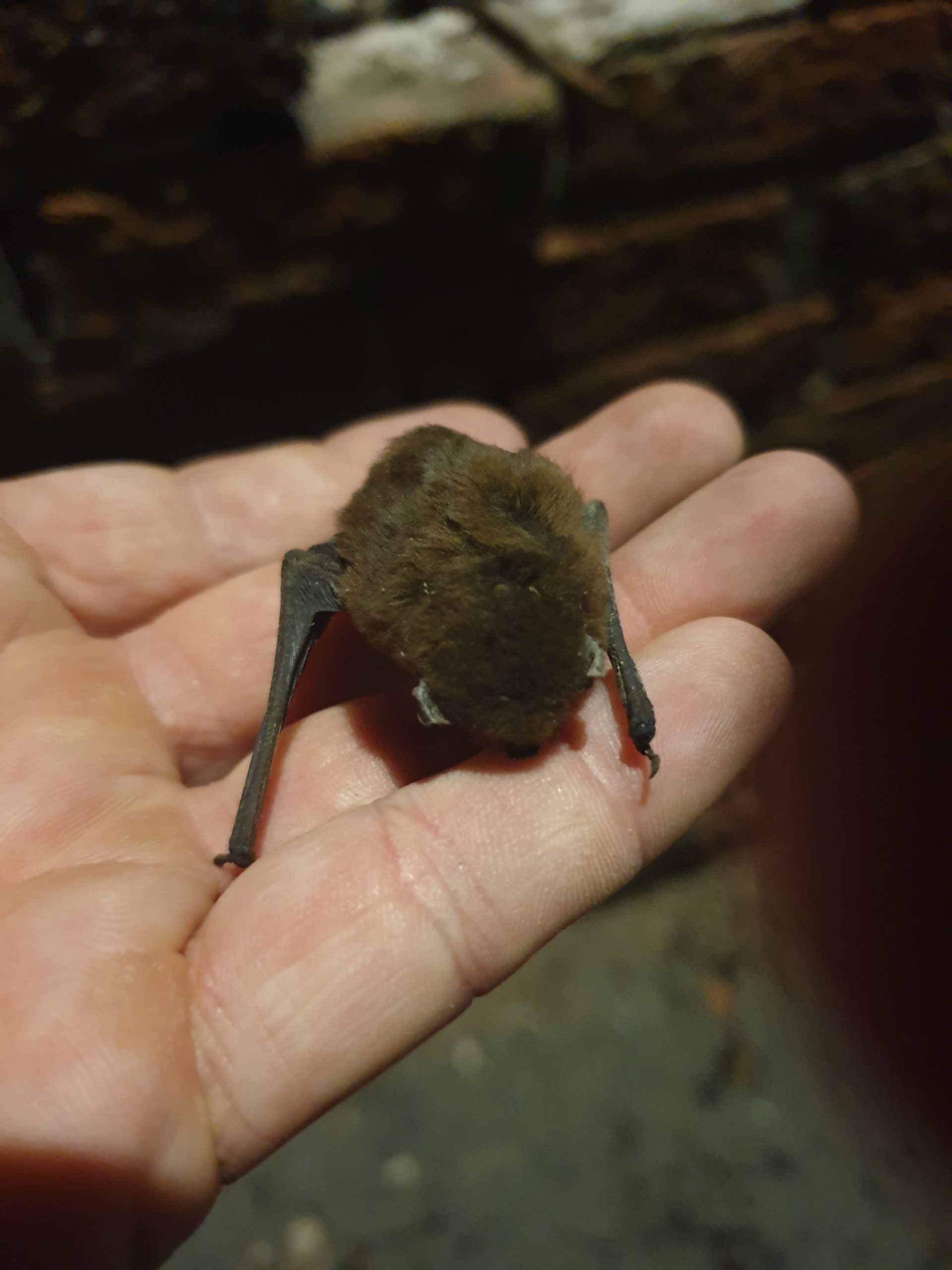 Bat Survey Pack - IOAHC
